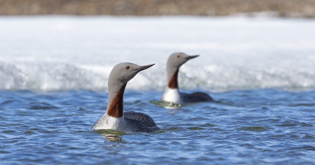 Weber Arctic | ARCTIC BIRDS OF ARCTIC WATCH